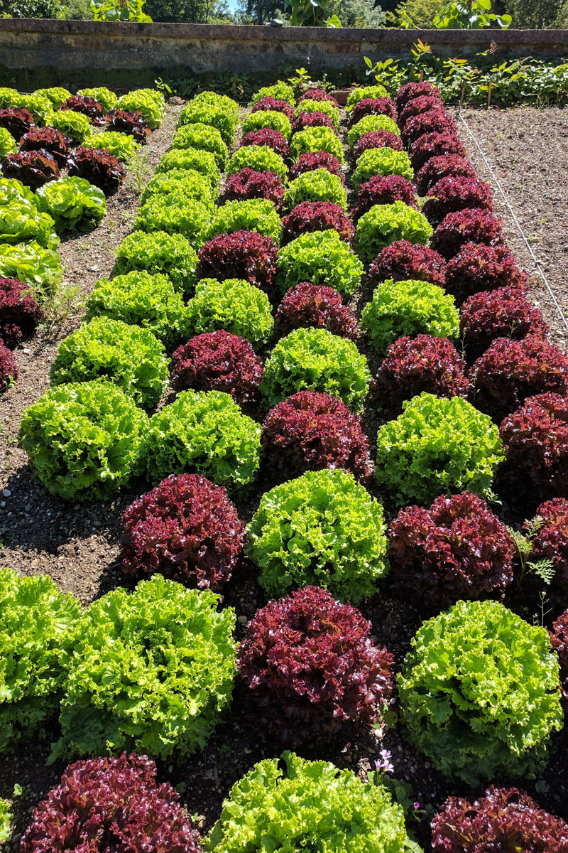 Lollo biando / Lollo rosso